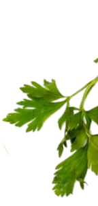 Nesso cafe & Bar | Best Italian Brunch Afternoon & Bottomless in leeds